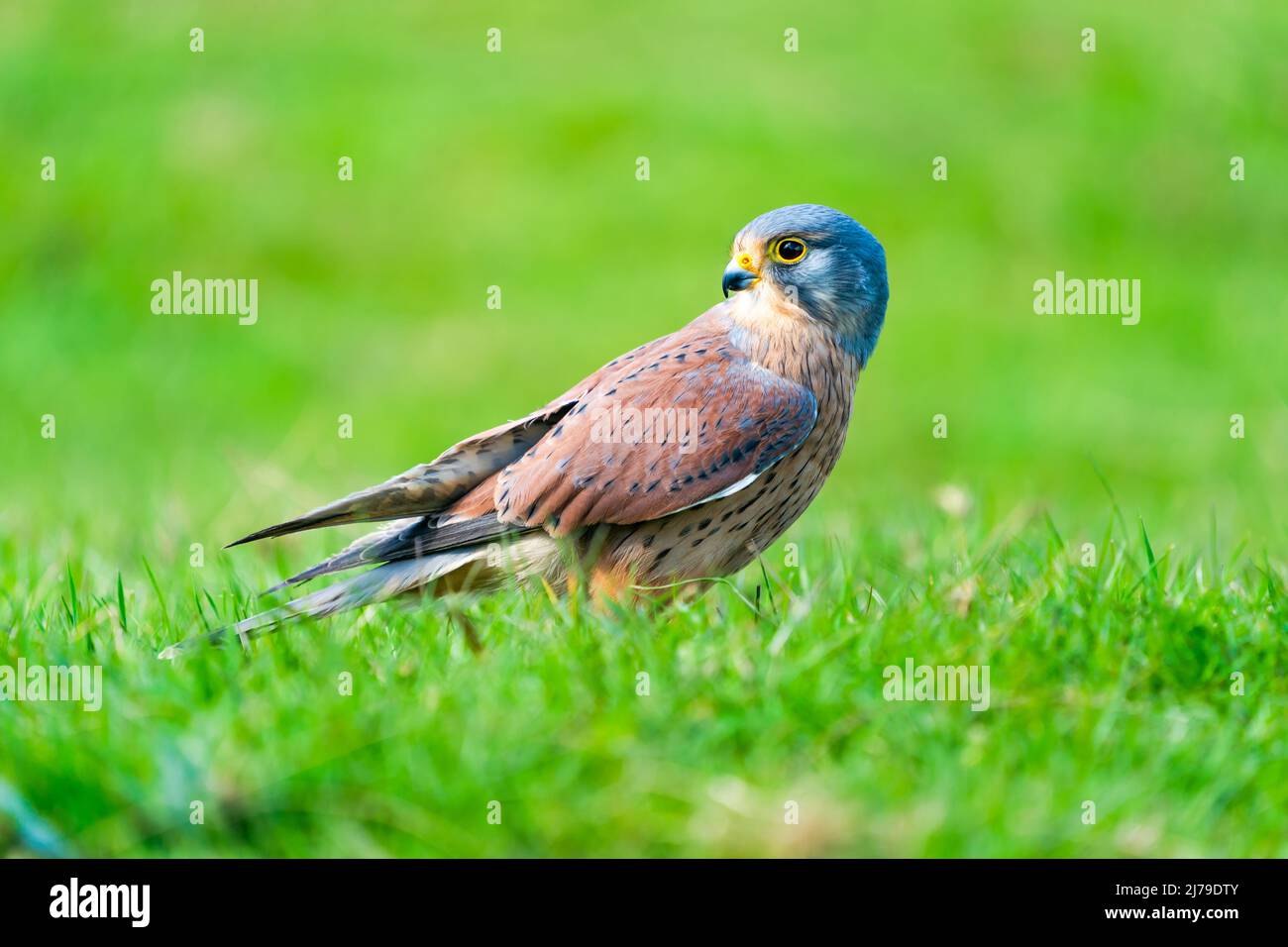 Common kestrel (Falco tinnunculus) - bird of prey species belonging to ...