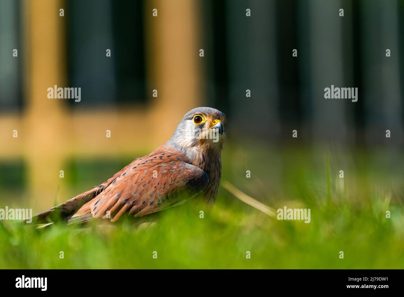 Common kestrel (Falco tinnunculus) - bird of prey species belonging to ...