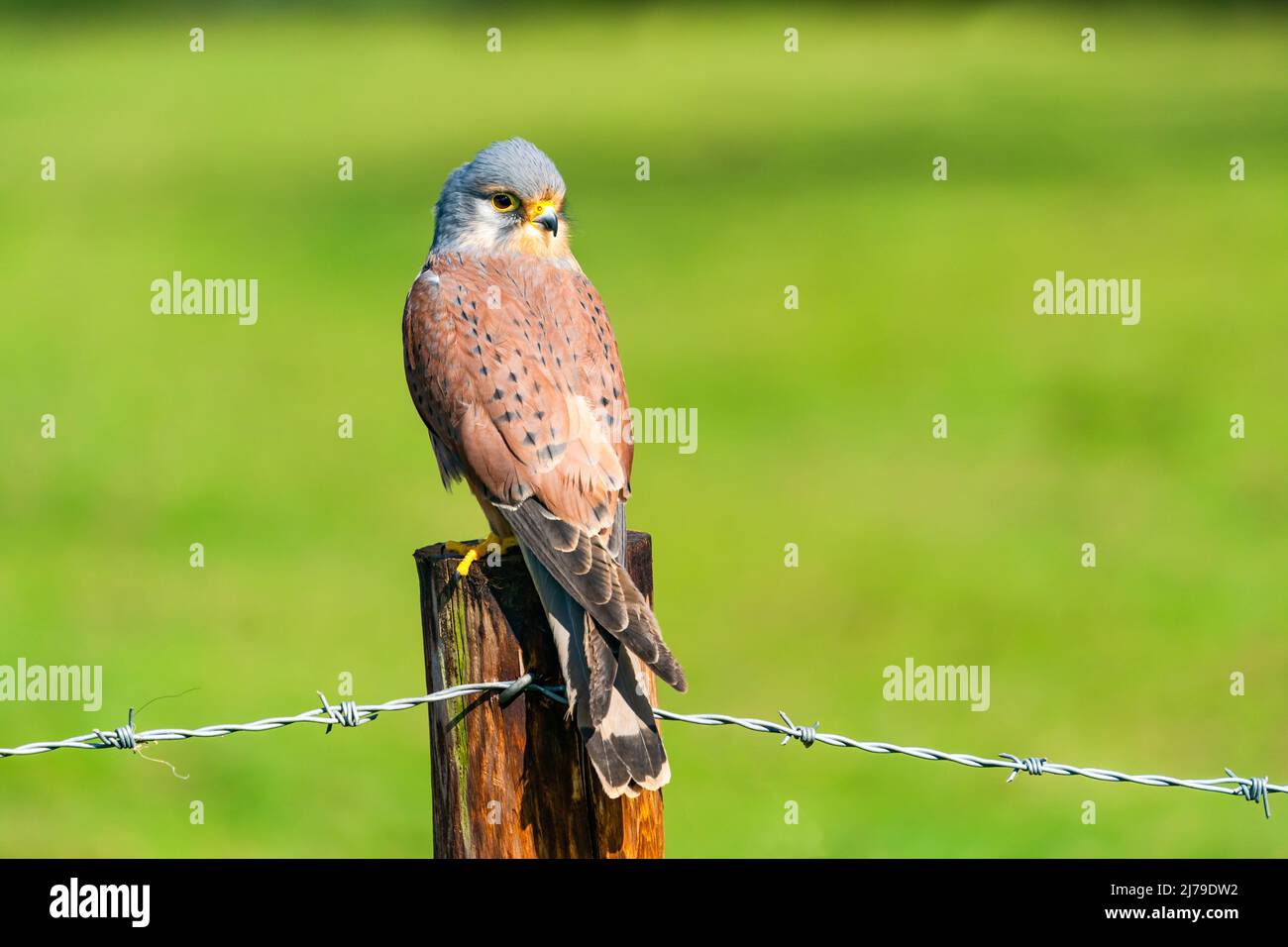 Common kestrel (Falco tinnunculus) - bird of prey species belonging to ...