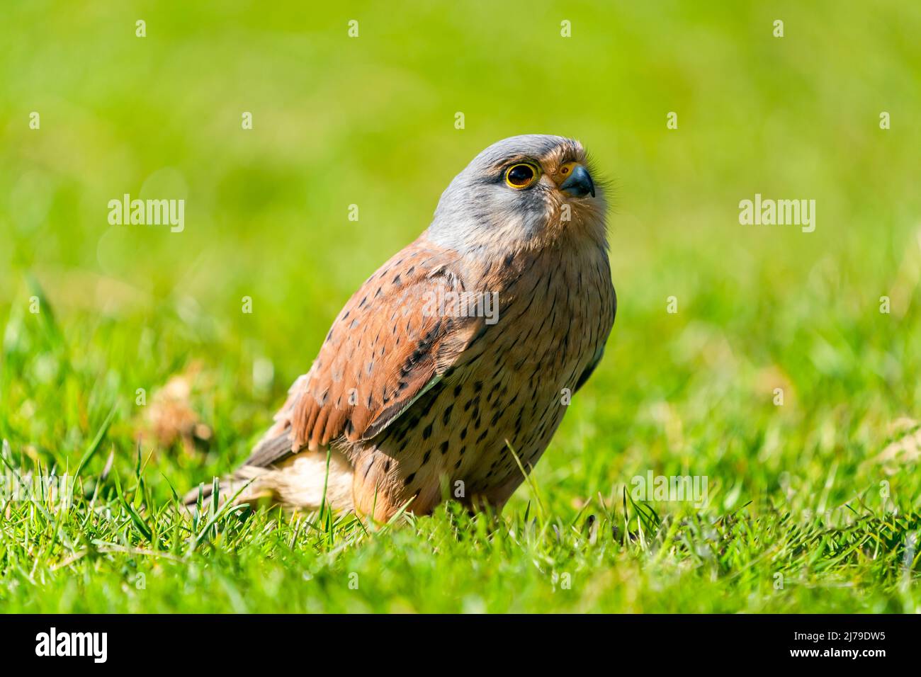 Common kestrel (Falco tinnunculus) - bird of prey species belonging to ...