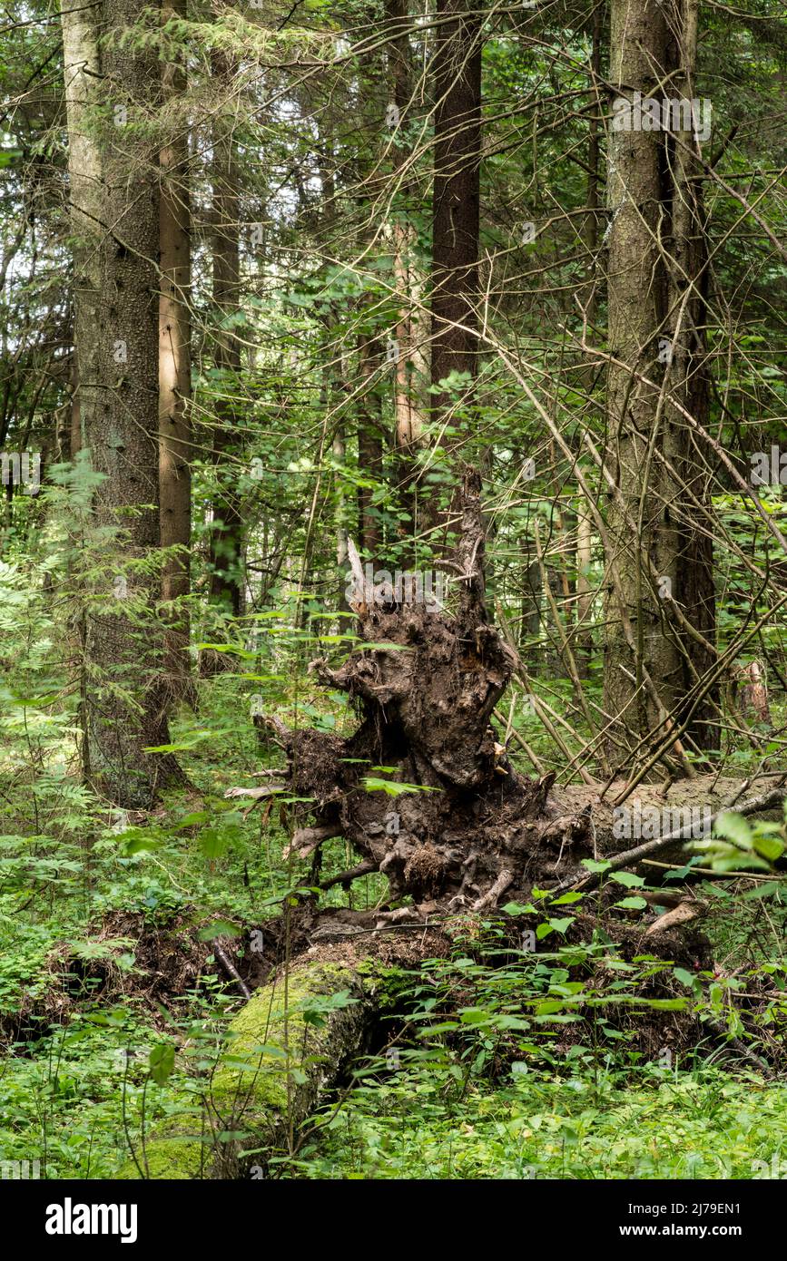 Wind blown tree hi-res stock photography and images - Alamy