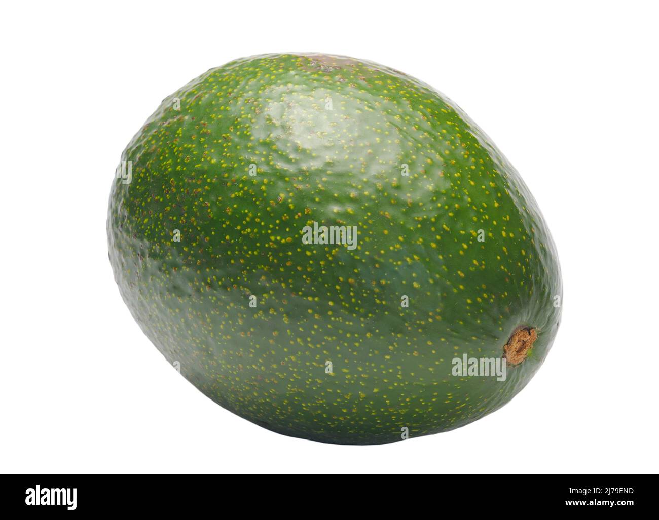 One green round avocado fruit (Persea americana) isolated on white ...