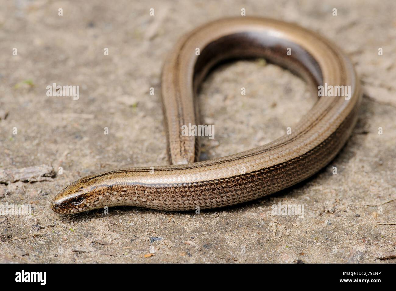 Rare animal, legless shiny harmless lizard slow worm on the ground ...