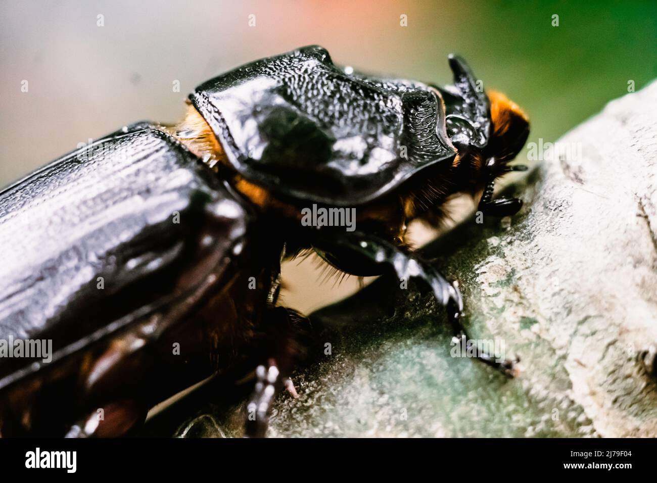 Rhinoceros beetles in southeast asia hi-res stock photography and ...