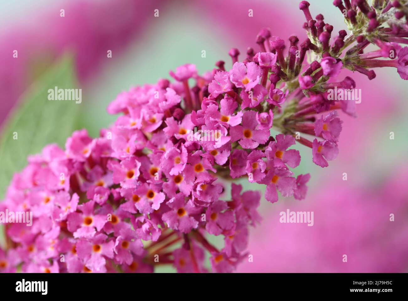 Pink Buddleja davidii Butterfly Bush Stock Photo - Alamy