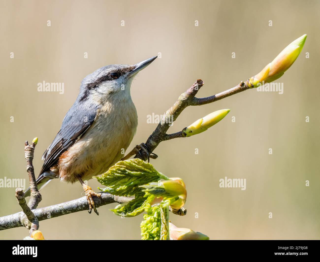 European nuthatch foraging in spring in mid Wales Stock Photo - Alamy