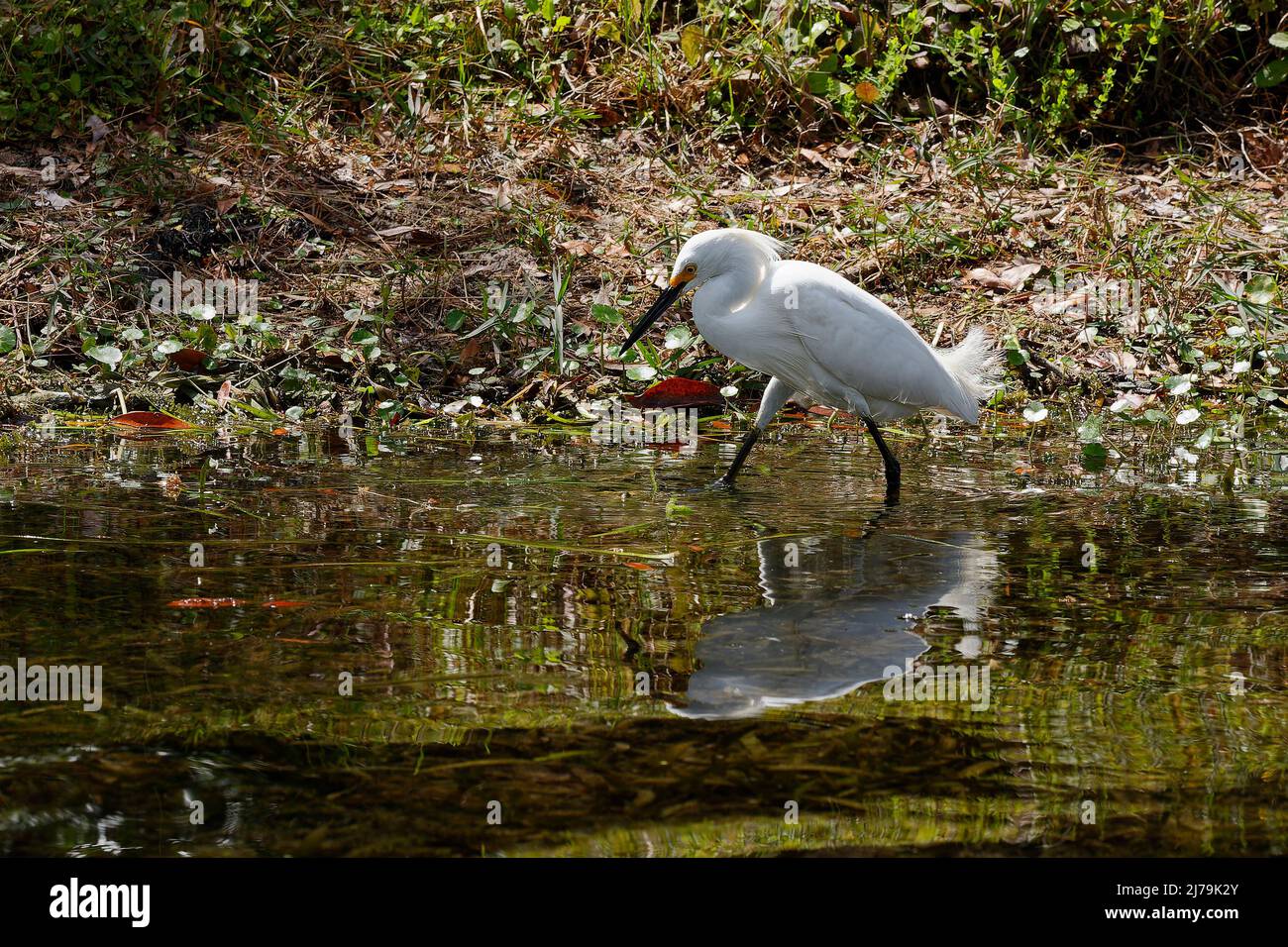 Snowy egret, walking in water, reflection, movement, Egretta thula ...