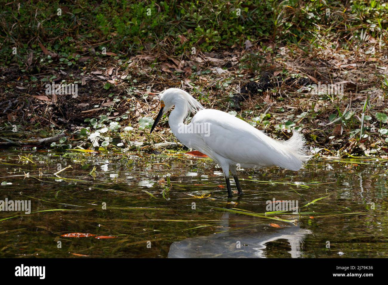 Snowy egret, standing in water, reflection, Egretta thula, heron family ...