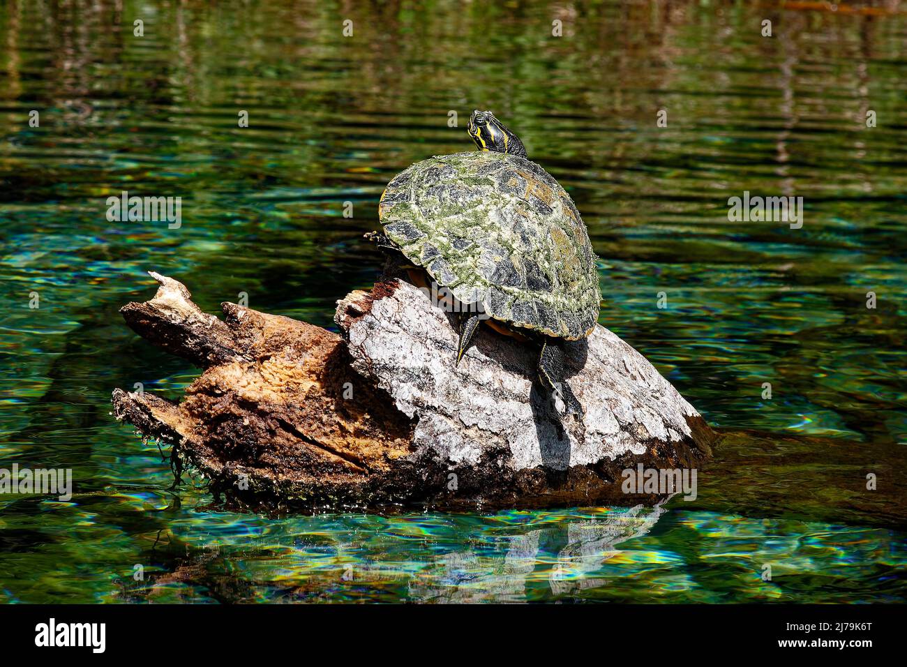 Chicken turtle, on small dead tree piece, vegetation on carapace ...