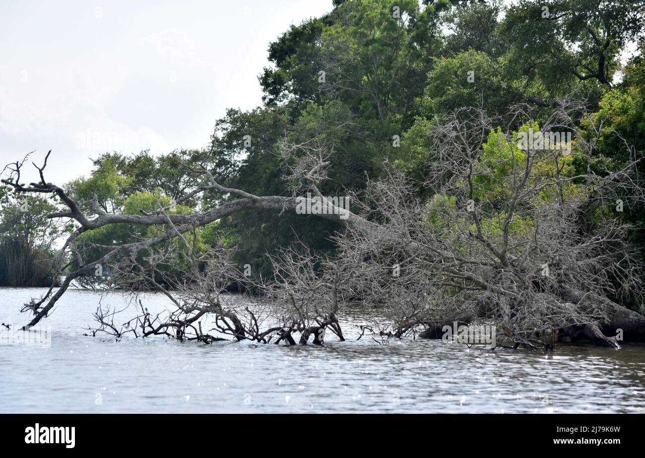 A fallen tree in the shallow bayou riverways Stock Photo - Alamy
