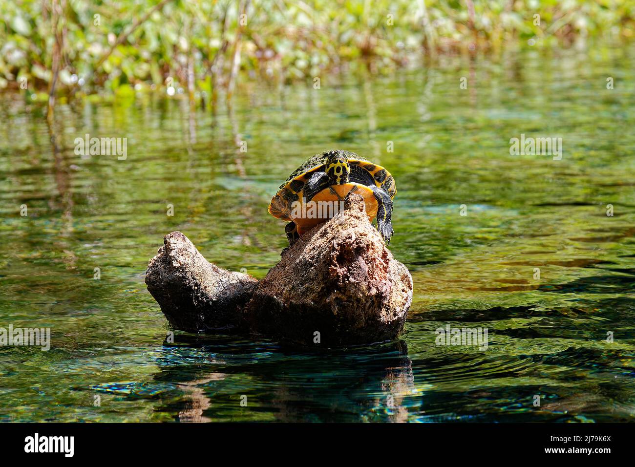 Suwanee Cooter Turtle On Small Fallen Log Front View Vegetation On