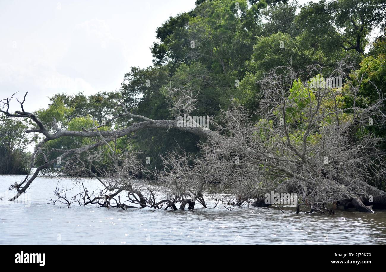Large dead tree that has fallen into the swamp Stock Photo - Alamy