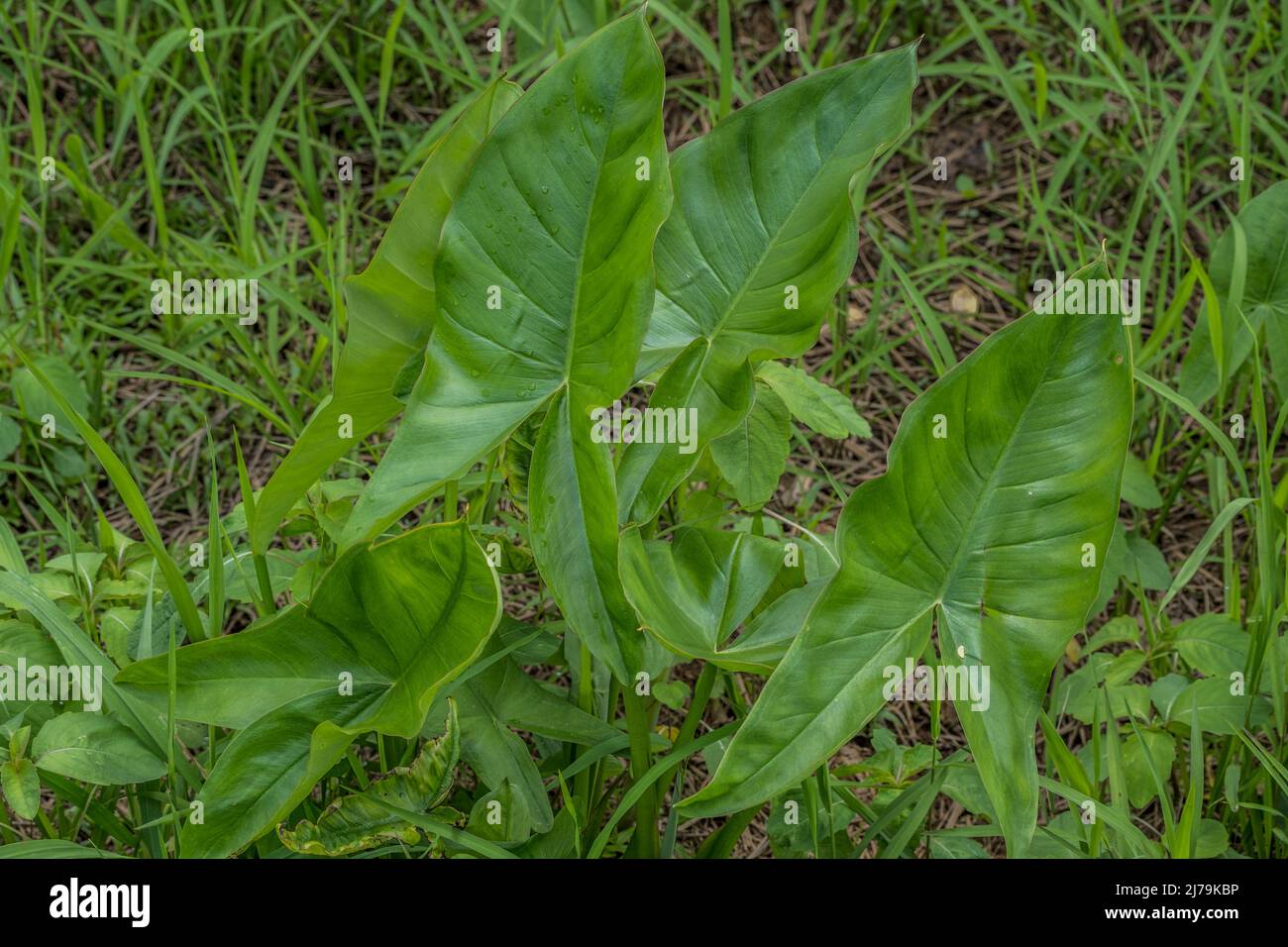 A green arrow arum plant with leaves that just opened up in full ...
