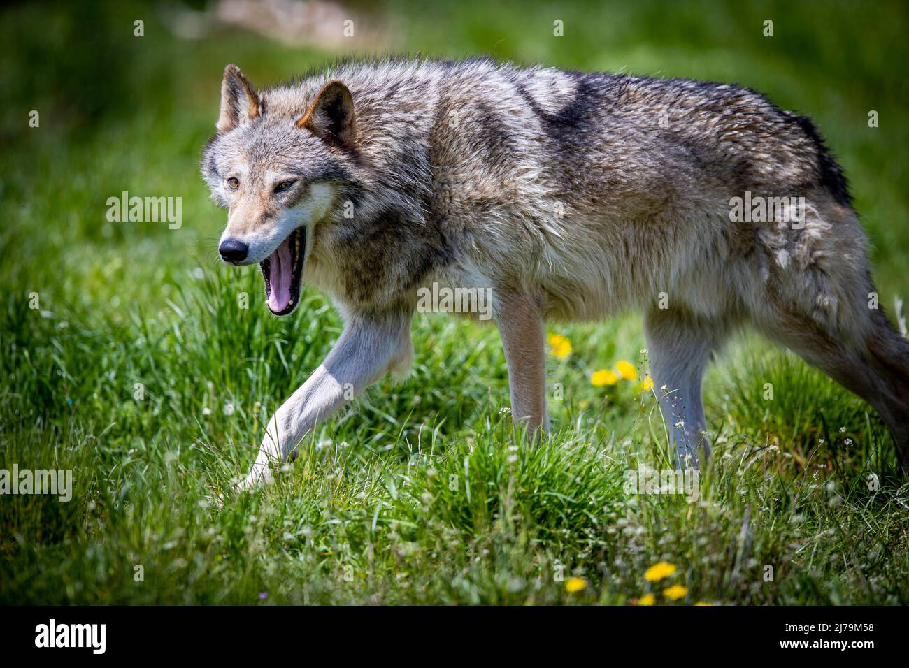 21 May 2021, Mecklenburg-Western Pomerania, Sternberg: A domesticated ...