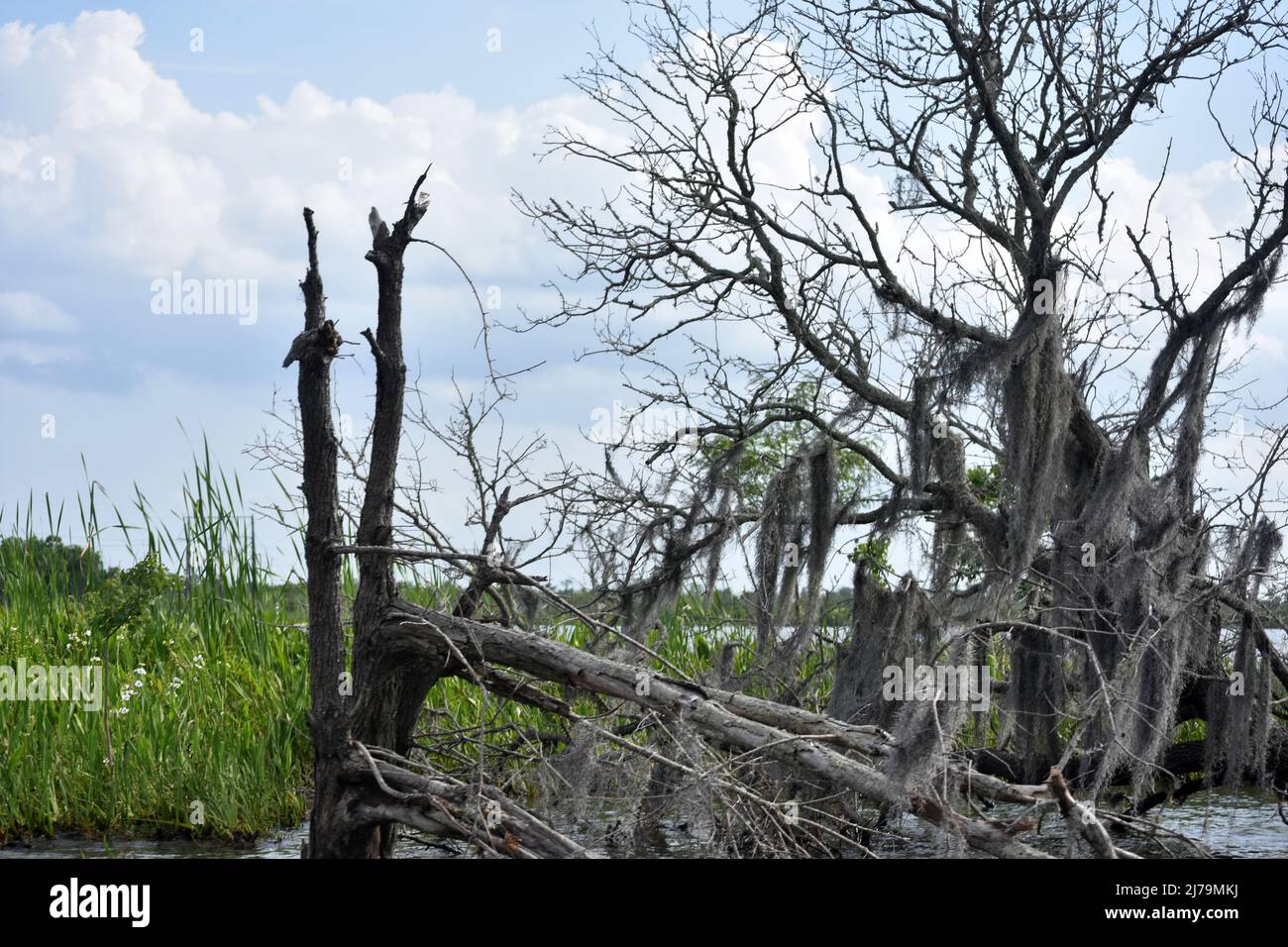 Old dead trees fallen into the marsh and swamp Stock Photo - Alamy