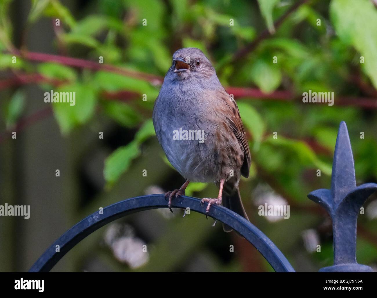 Dunnock on a bird feeder hi-res stock photography and images - Alamy