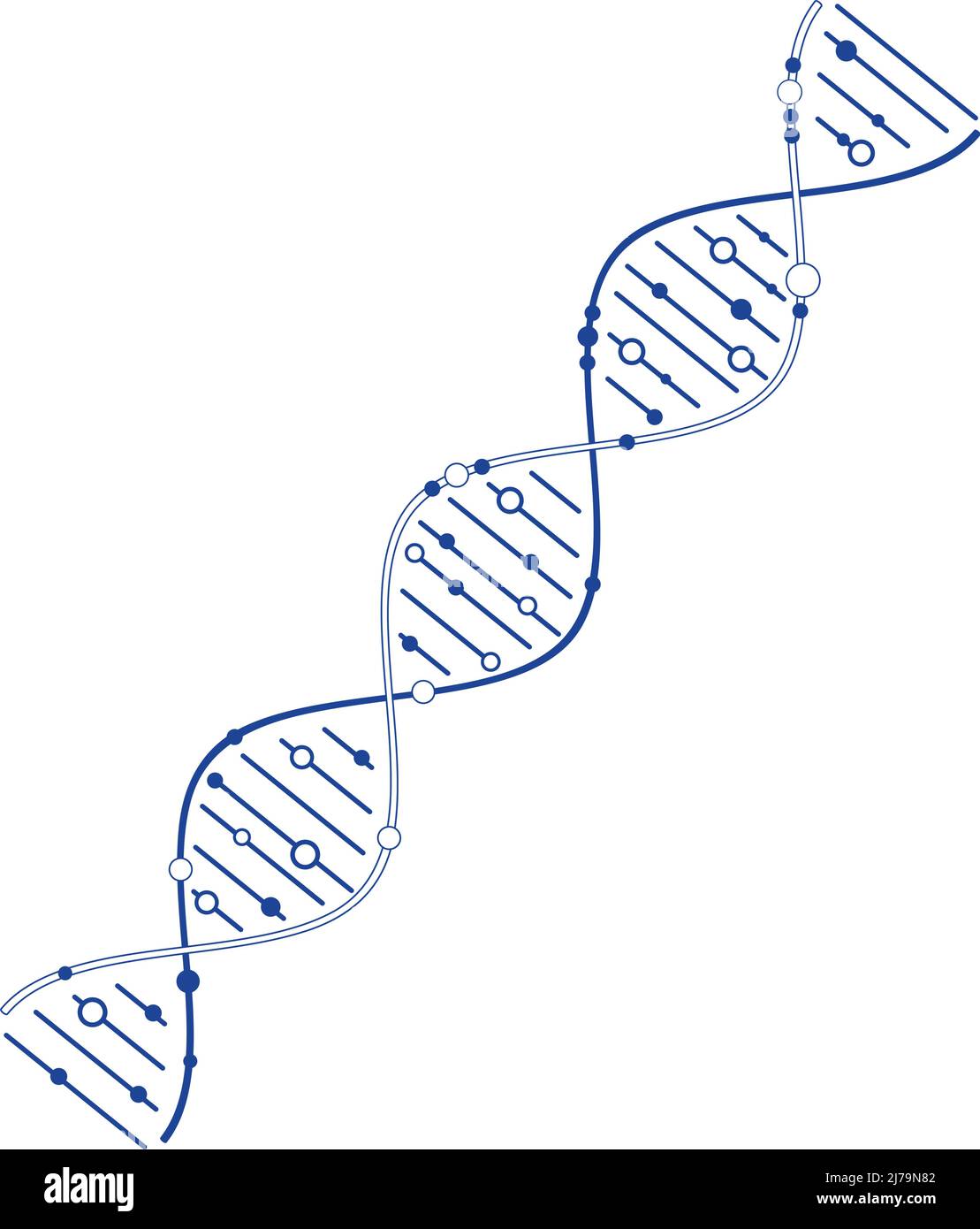 genetic dna model Stock Vector Image & Art - Alamy