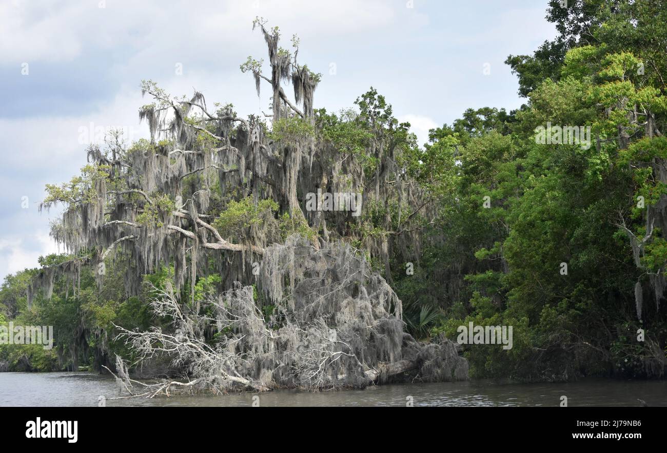 Dead tree spanish moss hi-res stock photography and images - Alamy