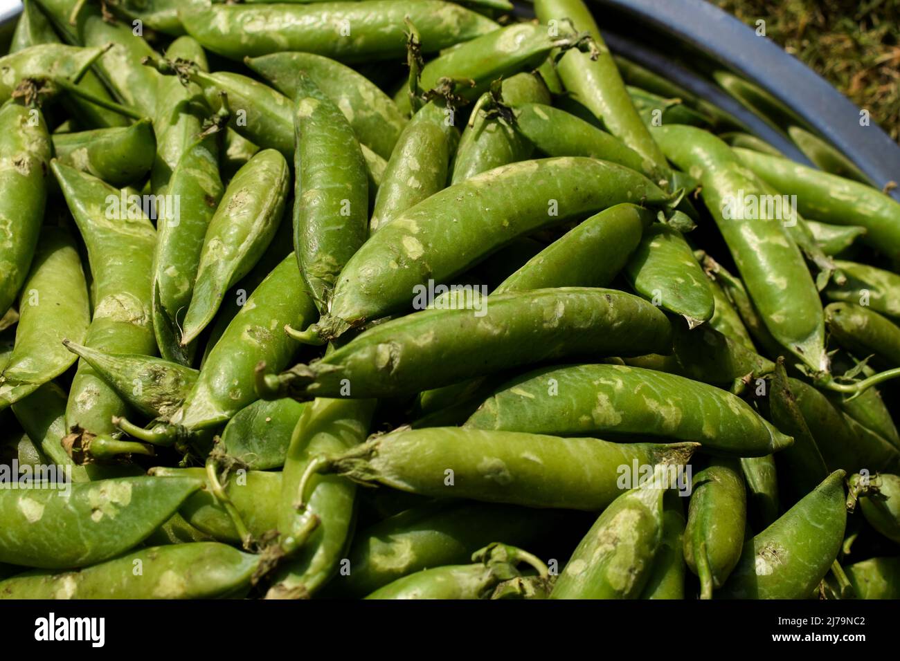 Green batani hi-res stock photography and images - Alamy
