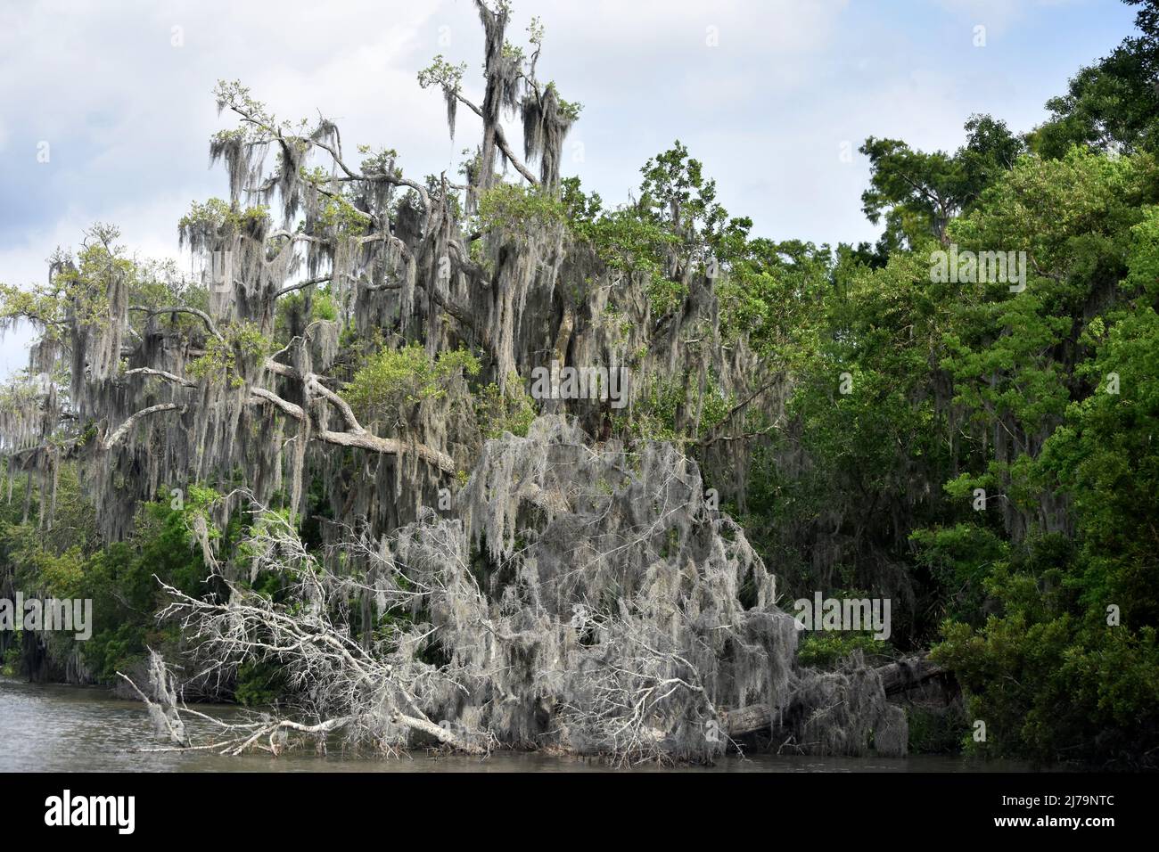 Tree covered in spanish moss laying in the bayou Stock Photo - Alamy