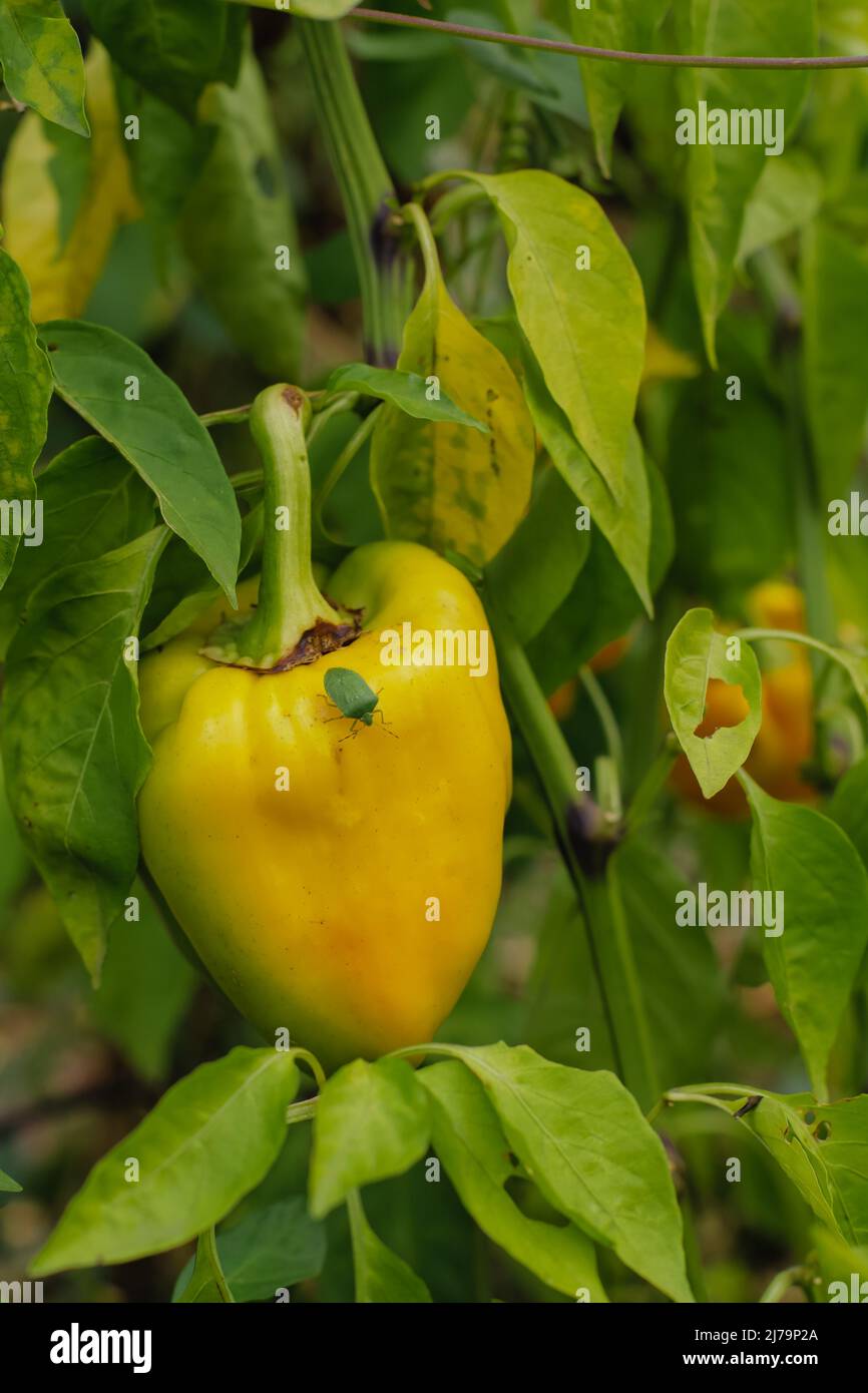A large yellow pepper grows on a bush, a large green pest beetle sits ...