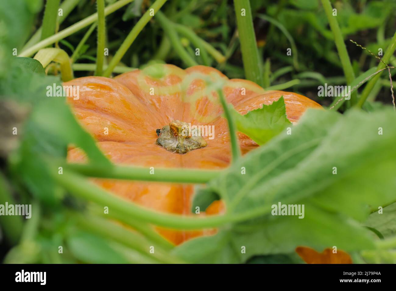 A large ripe orange gourd lies in a field among the foliage Stock Photo ...