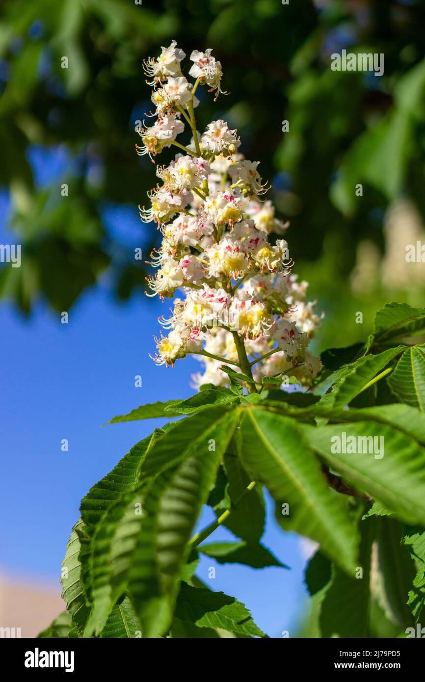 Kyiv chestnut in bloom, spring in Kyiv Stock Photo - Alamy