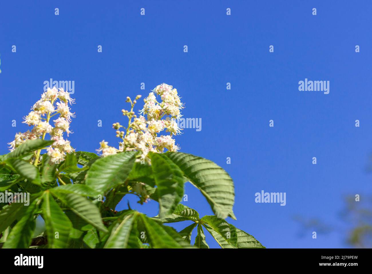 Ukrainian spring hi-res stock photography and images - Alamy
