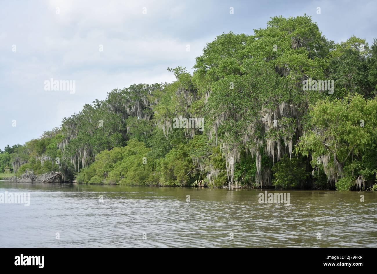 Trees and scrub along the bayou in Louisiana Stock Photo - Alamy
