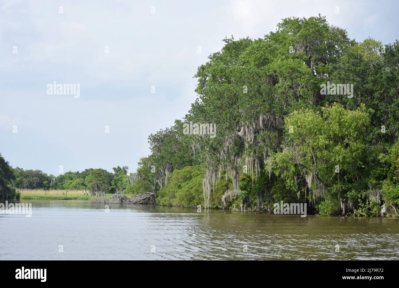 Beautiful look bayou in hi-res stock photography and images - Alamy