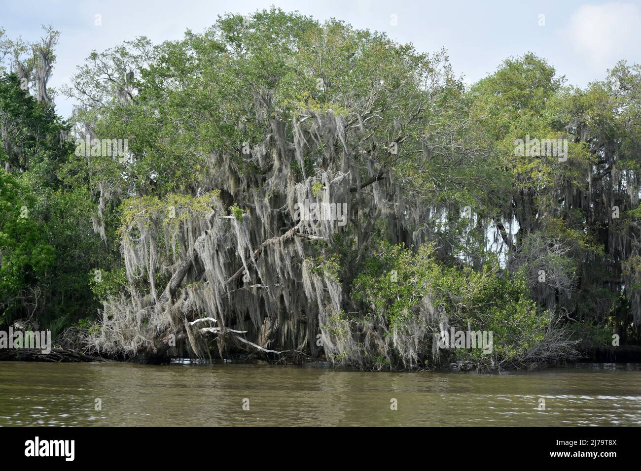 Lush landscape along the banks of the Barataria Preserve Stock Photo ...