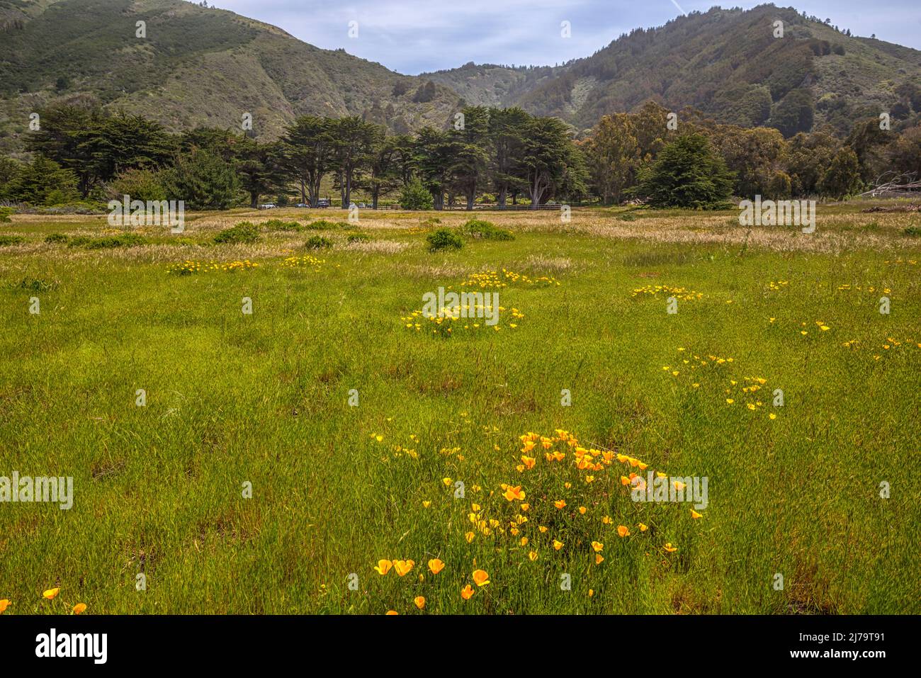 Meadow above Sand Dollar Beach. Big Sur, California, USA Stock Photo ...