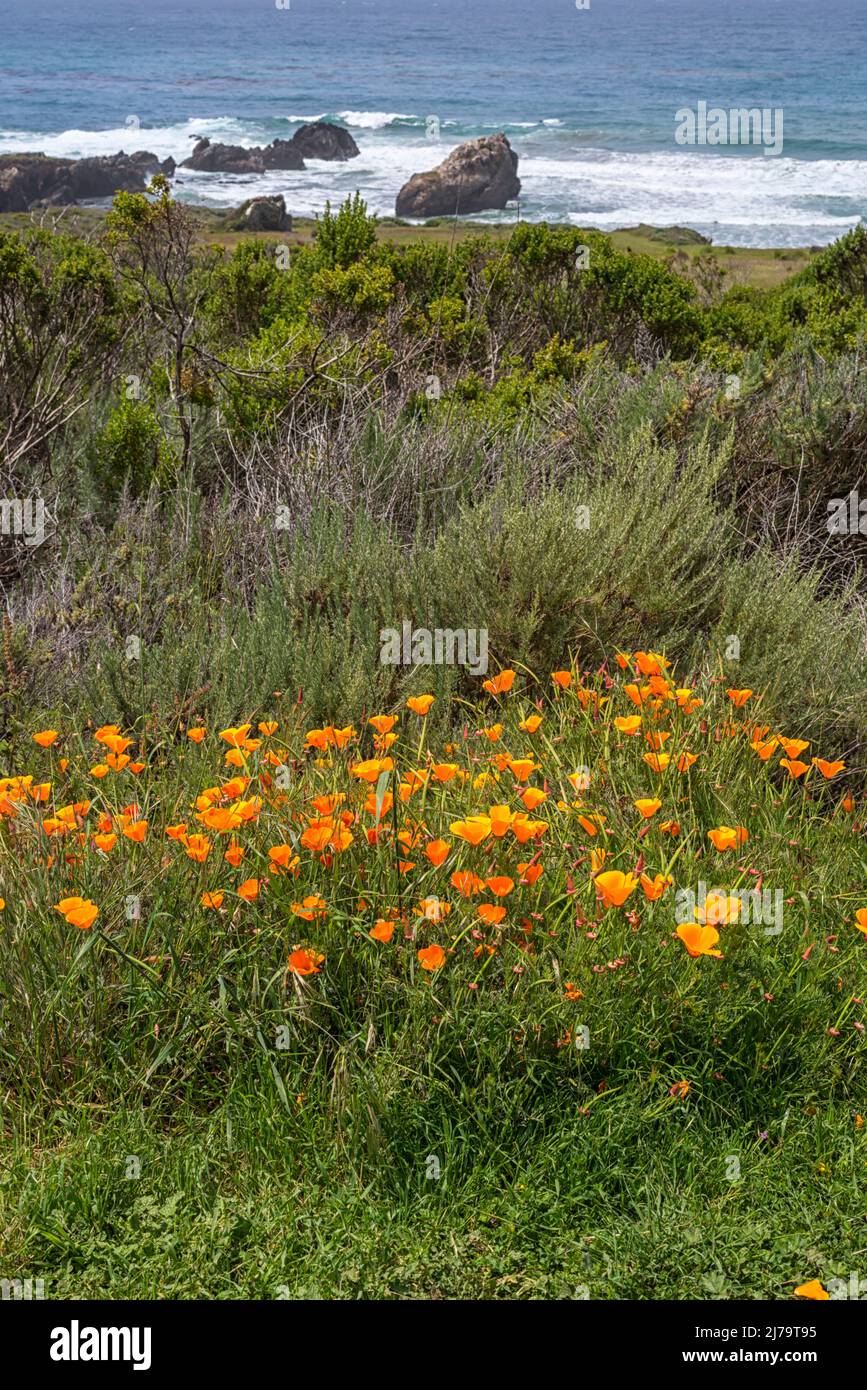 Wildflowers in April. Big Sur, California, USA Stock Photo - Alamy