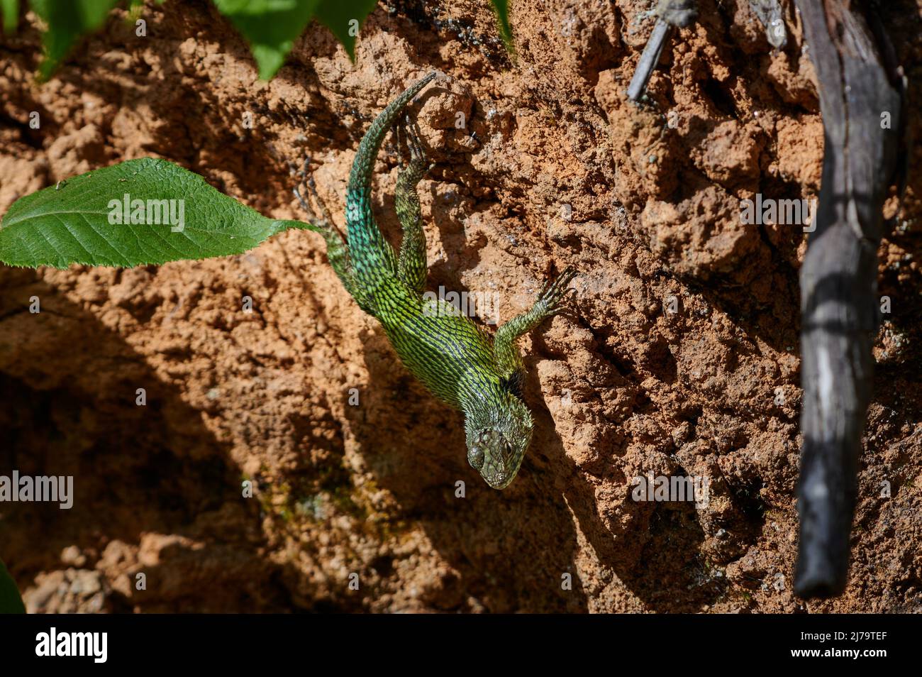 green spiny lizard or emerald swift (Sceloporus malachiticus), San ...