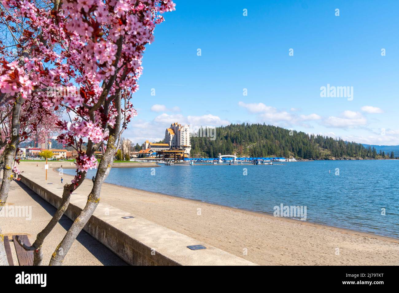 Spring view with cherry blossom trees in bloom of the Coeur d'Alene ...