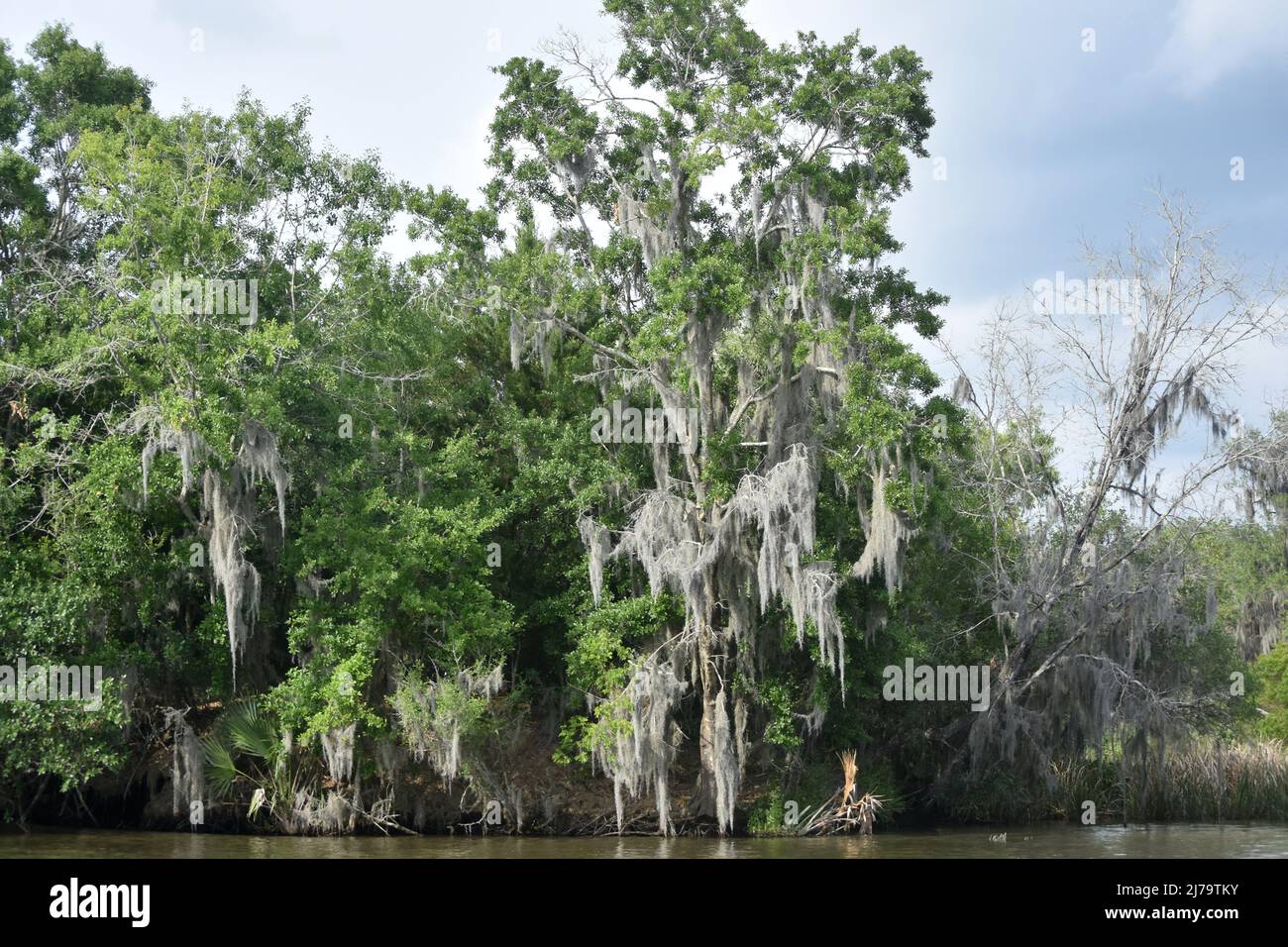Louisiana bayou dead trees hi-res stock photography and images - Alamy