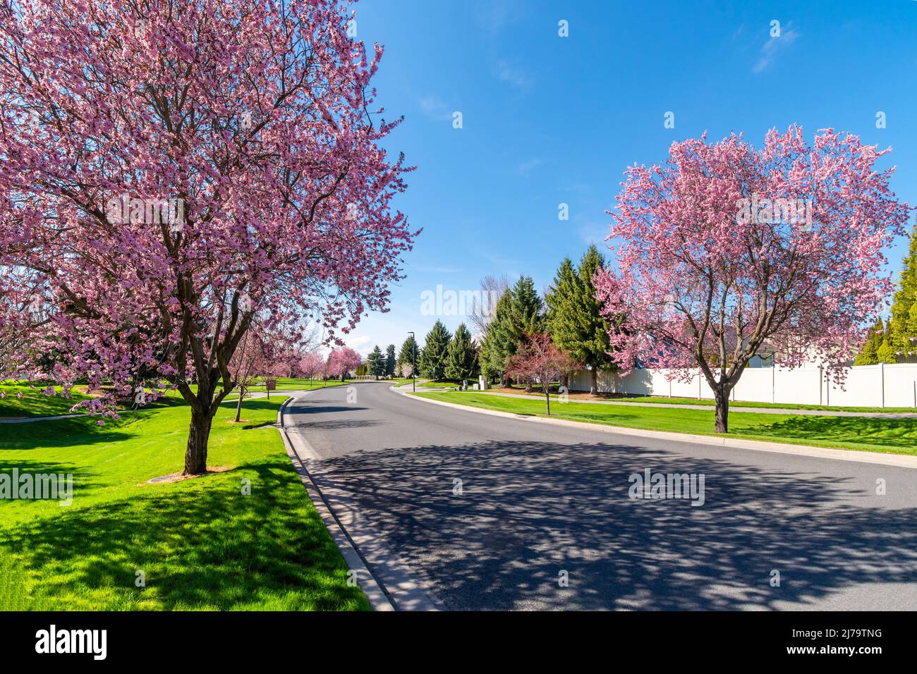 Spring view of cherry blossom trees lining a street running through ...