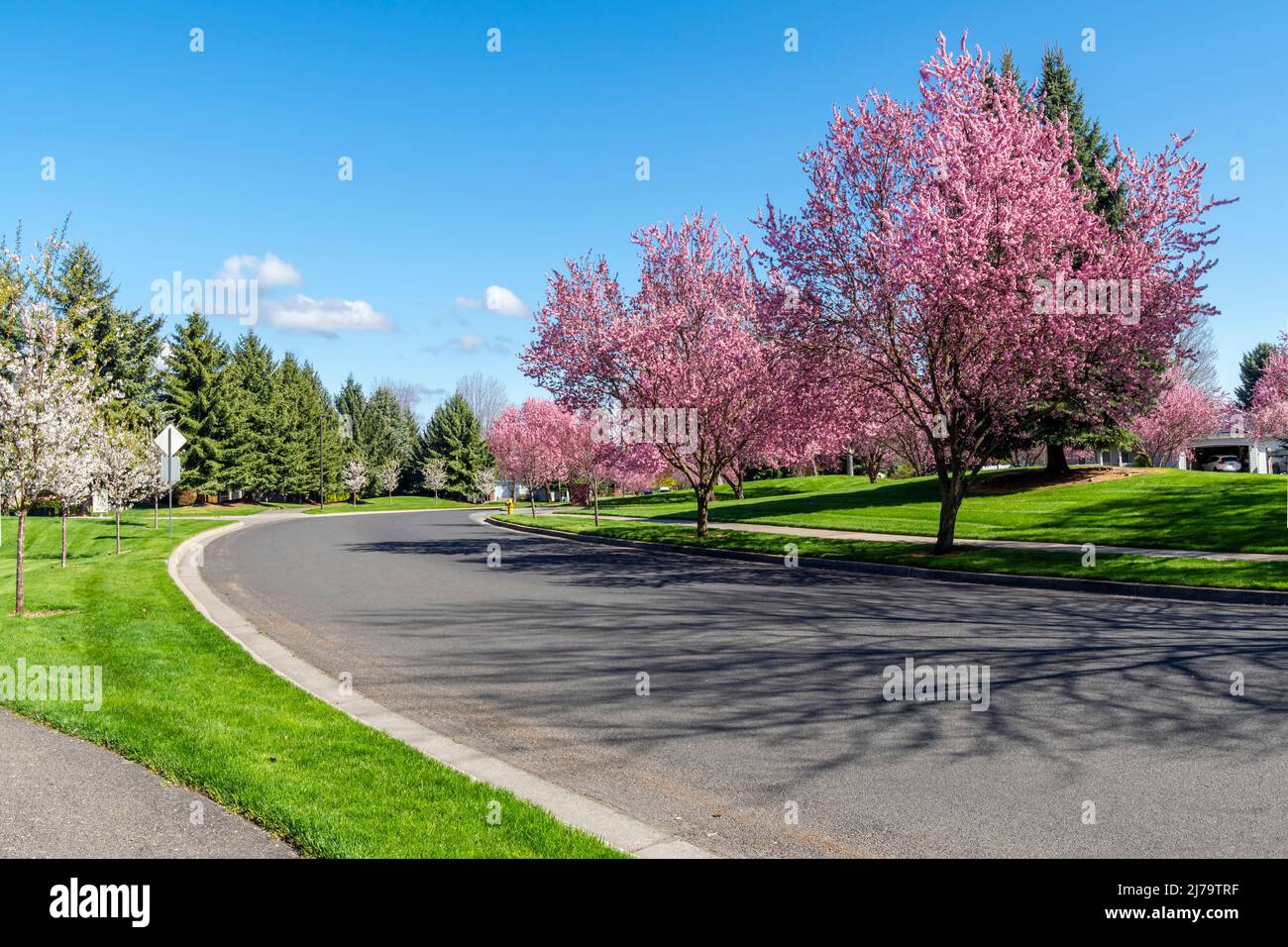 Suburb with trees hi-res stock photography and images - Alamy