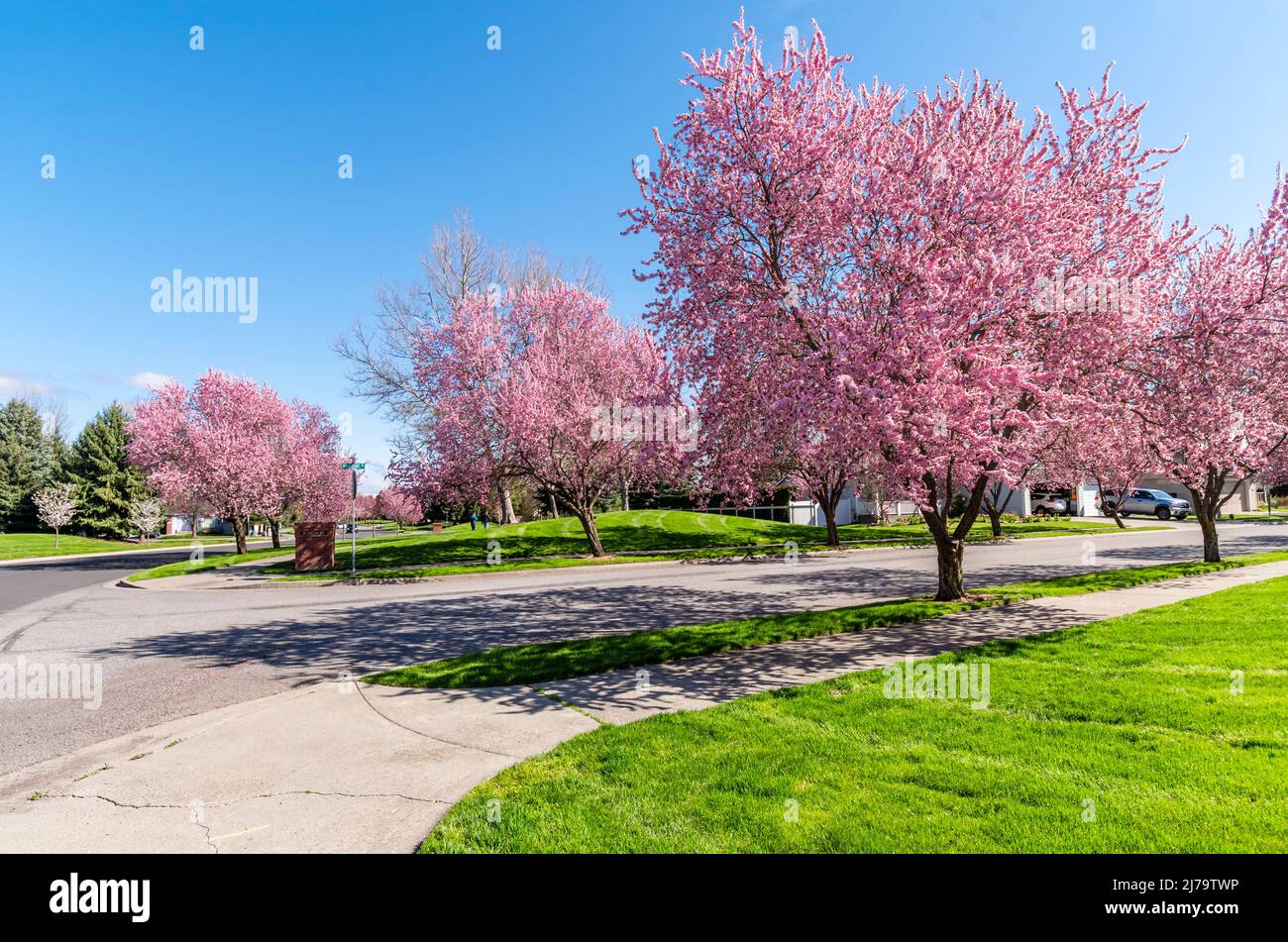 Spring view of cherry blossom trees lining a street running through ...
