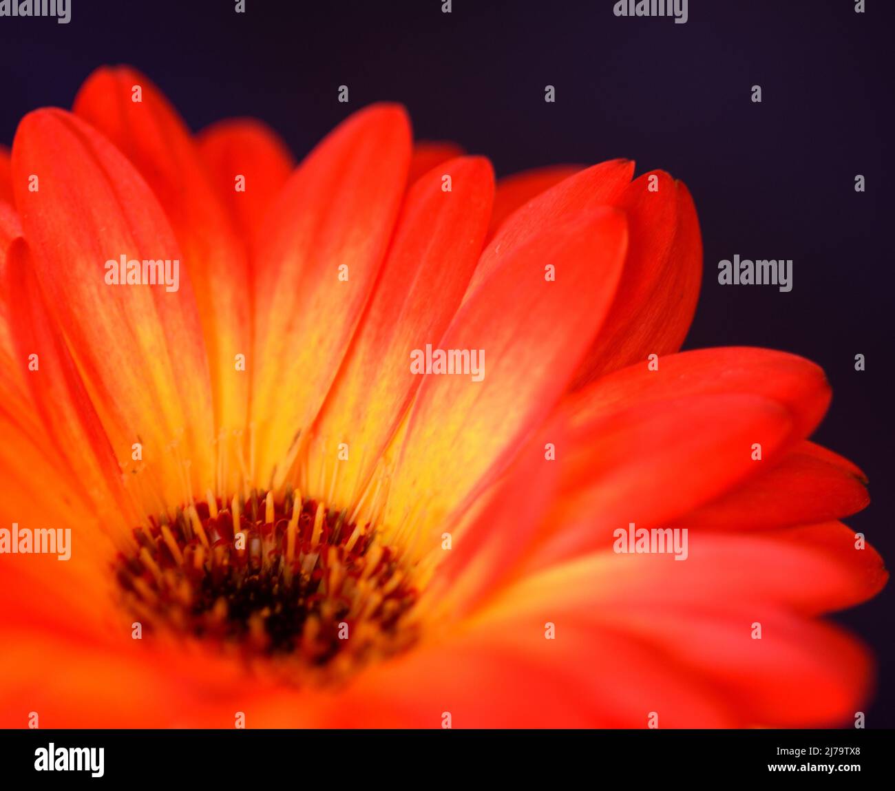 Red, Yellow, and Orange "Jaguar" Gerbera Daisy with Brown Center Stock ...