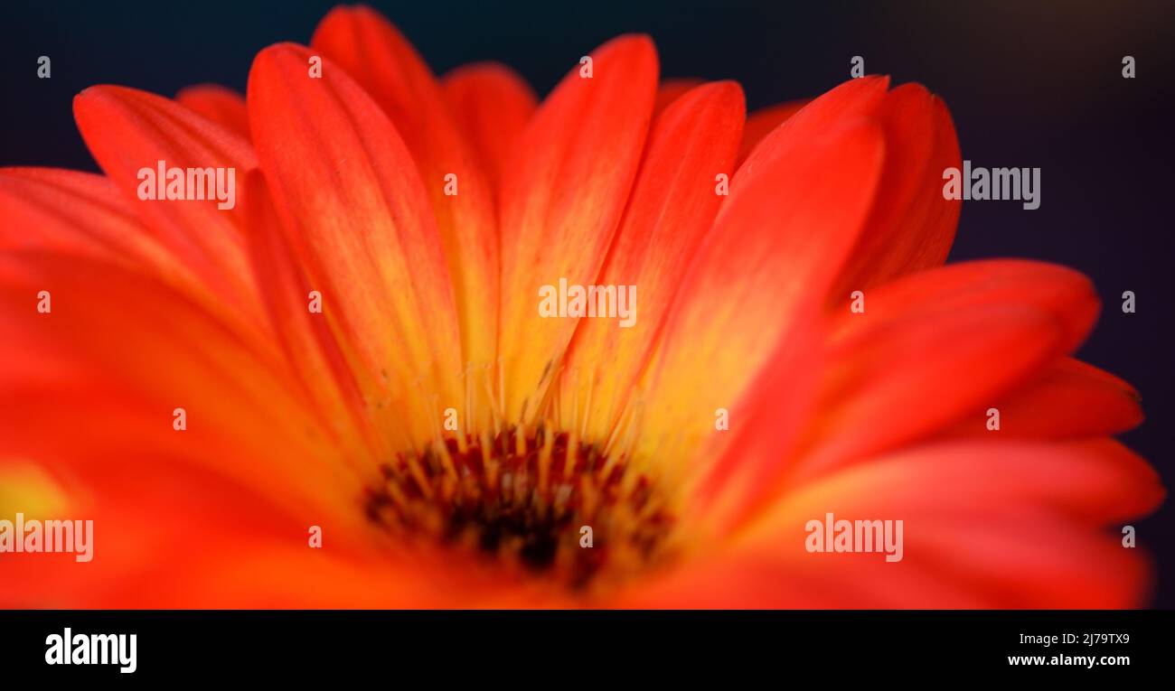 Red, Yellow, and Orange "Jaguar" Gerbera Daisy with Brown Center Stock ...