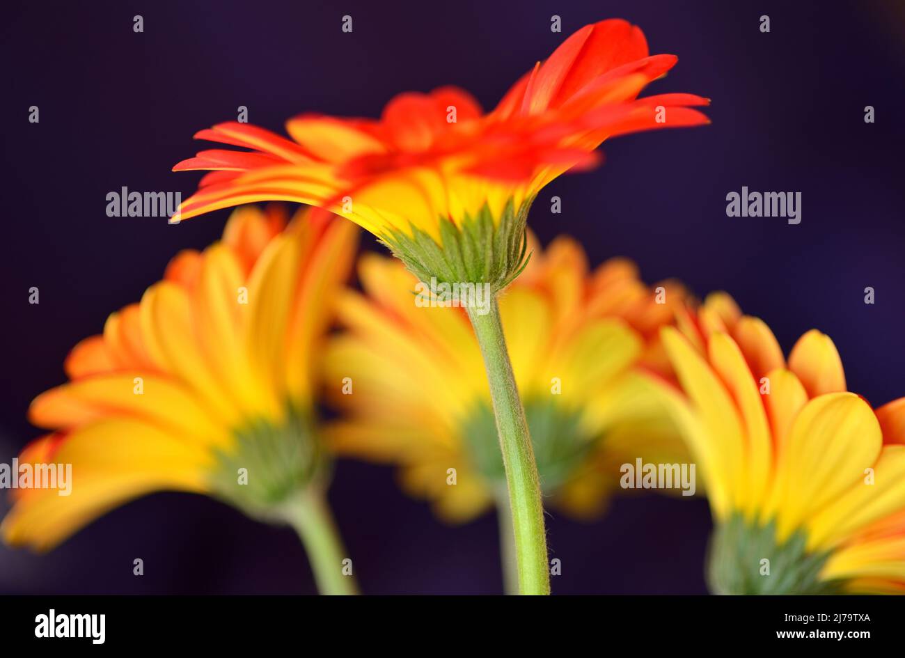 Jaguar gerbera daisies hi-res stock photography and images - Alamy