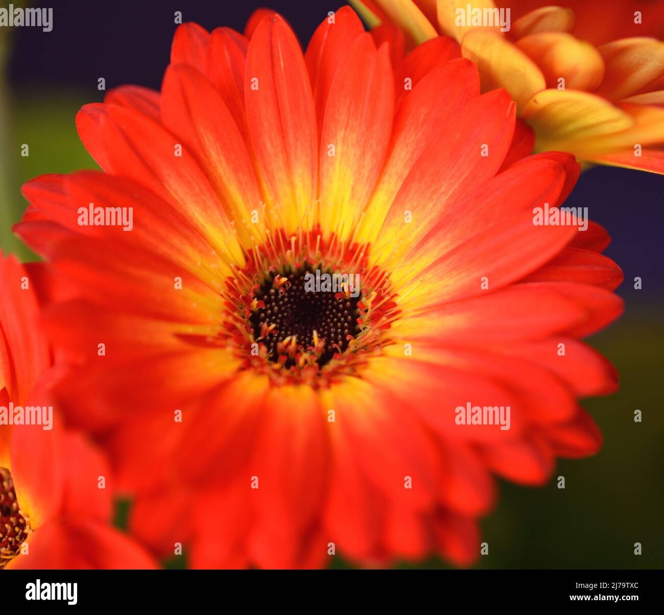 Red, Yellow, and Orange "Jaguar" Gerbera Daisy with Brown Center Stock ...