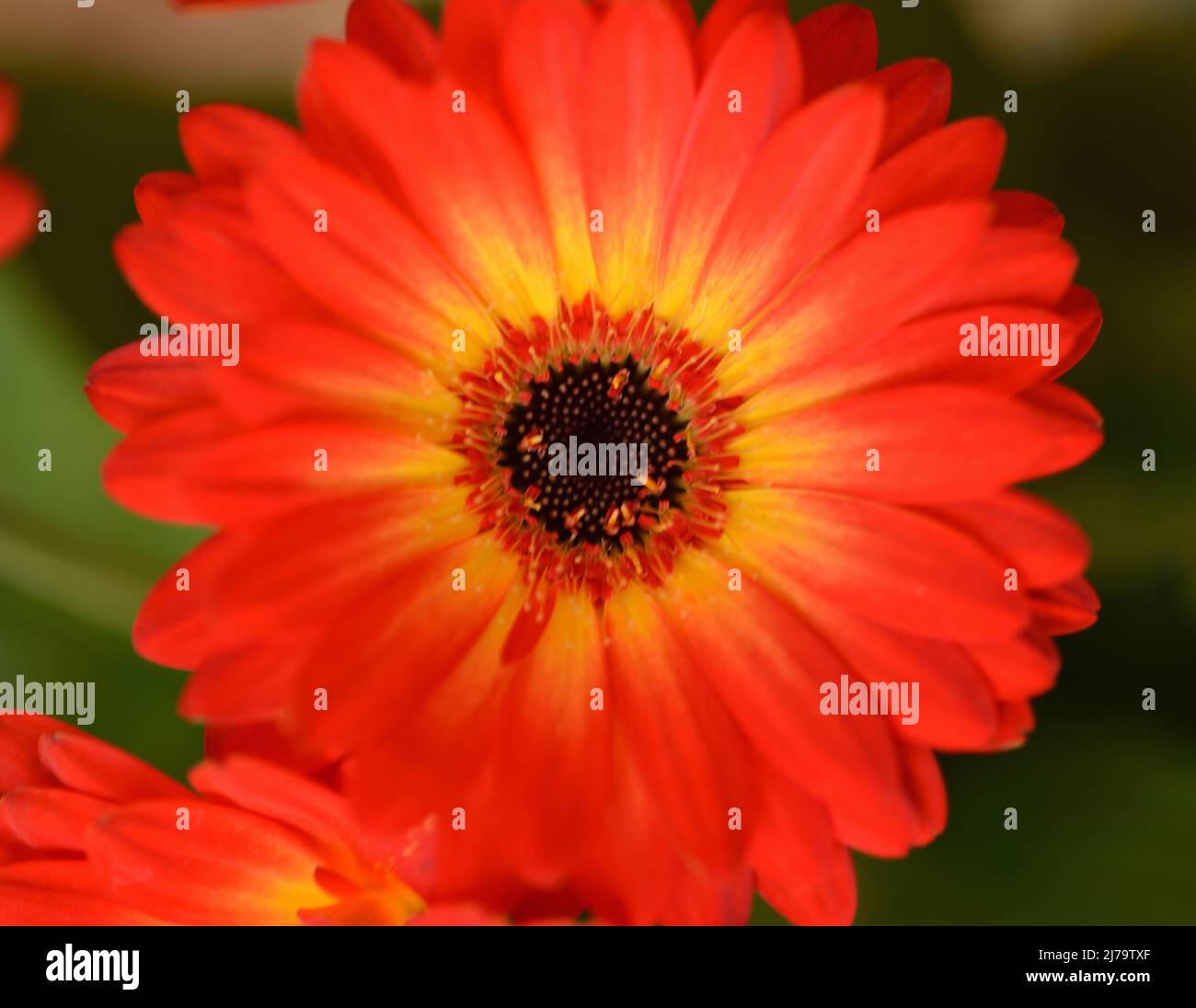 Red, Yellow, and Orange "Jaguar" Gerbera Daisy with Brown Center Stock ...