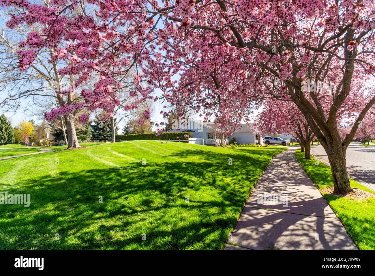 Spring view of cherry blossom trees lining a street running through ...