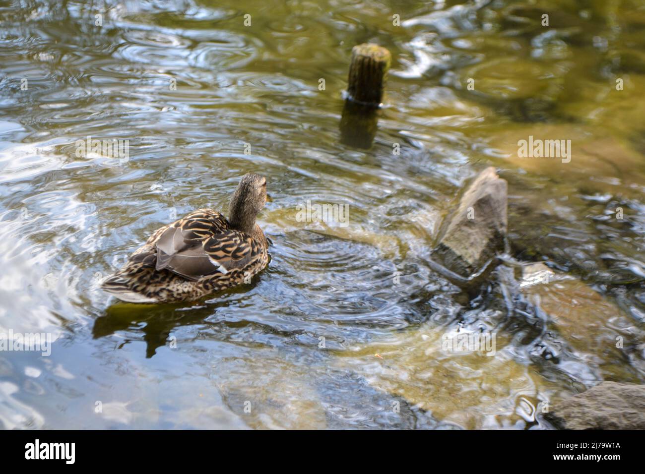 Blue drake muscovy duck hi-res stock photography and images - Alamy