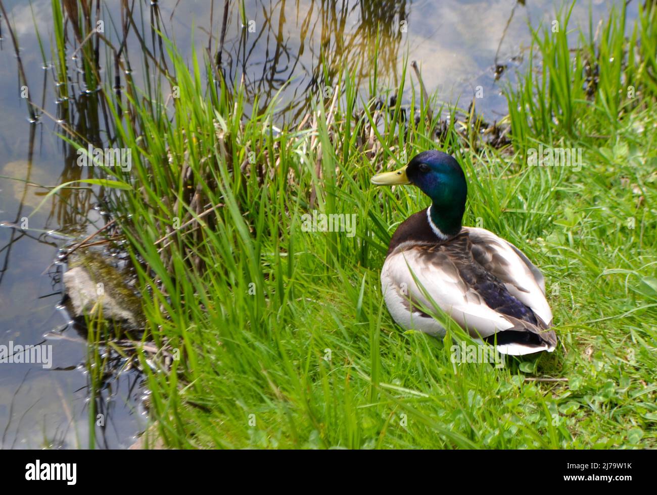Image of an animal a wild drake and a duck sail on a pond Stock Photo ...