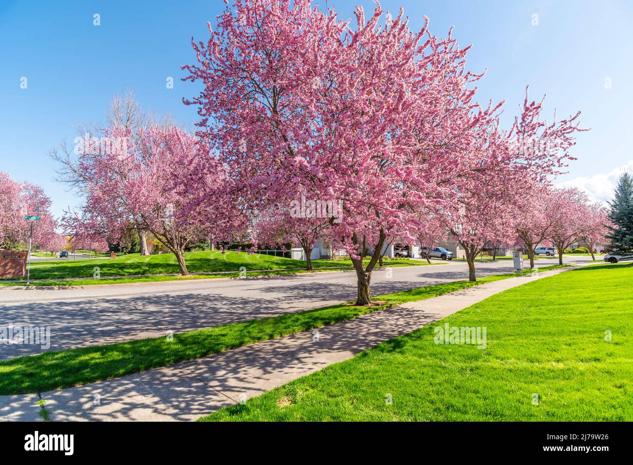Suburb with trees hi-res stock photography and images - Alamy