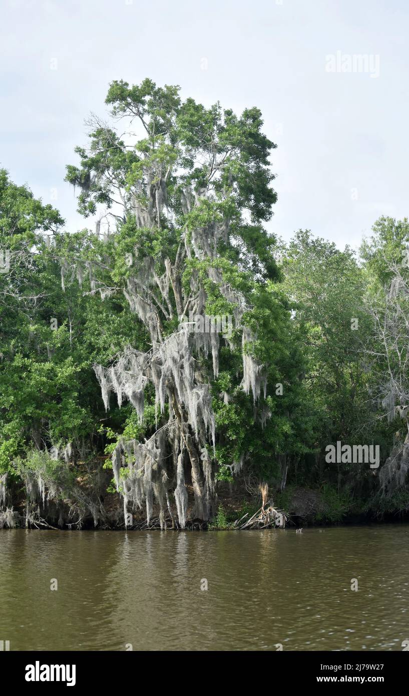Large tree along the edge of river bayou Stock Photo - Alamy