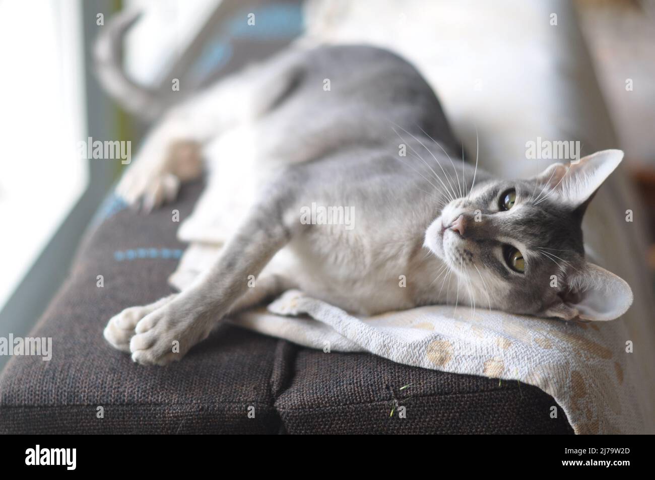 Oriental shorthair gray hi-res stock photography and images - Alamy